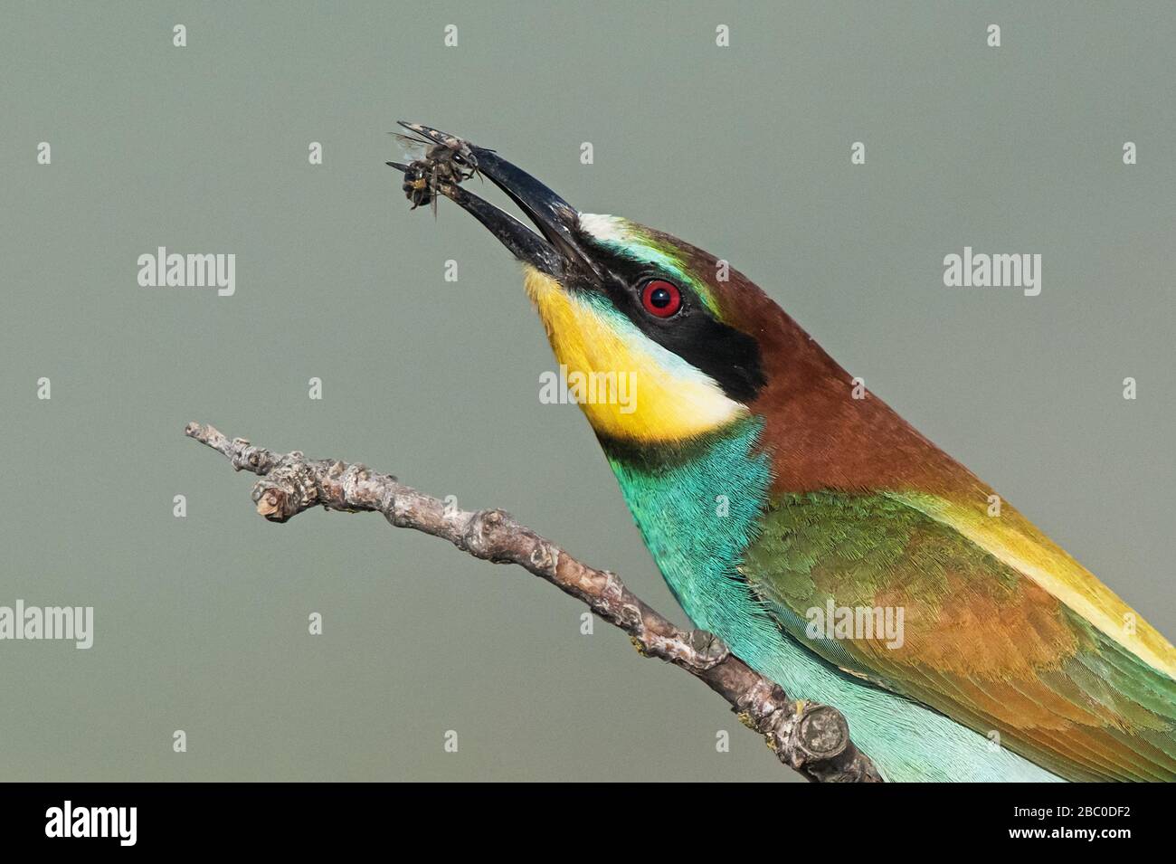 Lesbos greece bee eater hi-res stock photography and images - Alamy