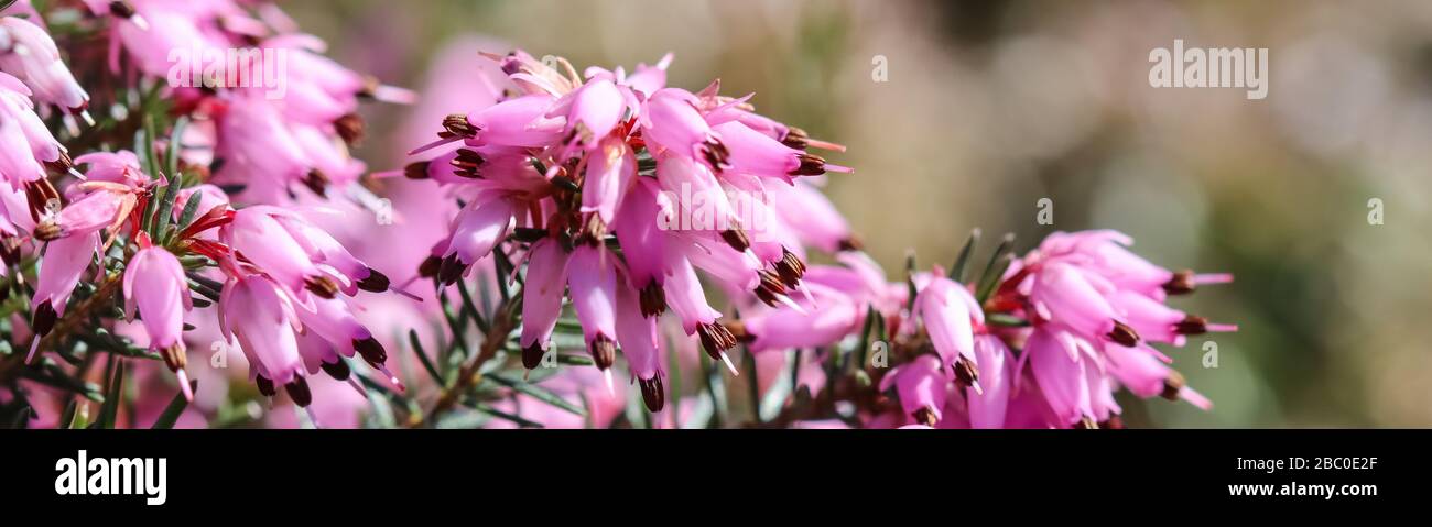 Pink Erica carnea flowers (winter Heath) in the garden in early spring ...