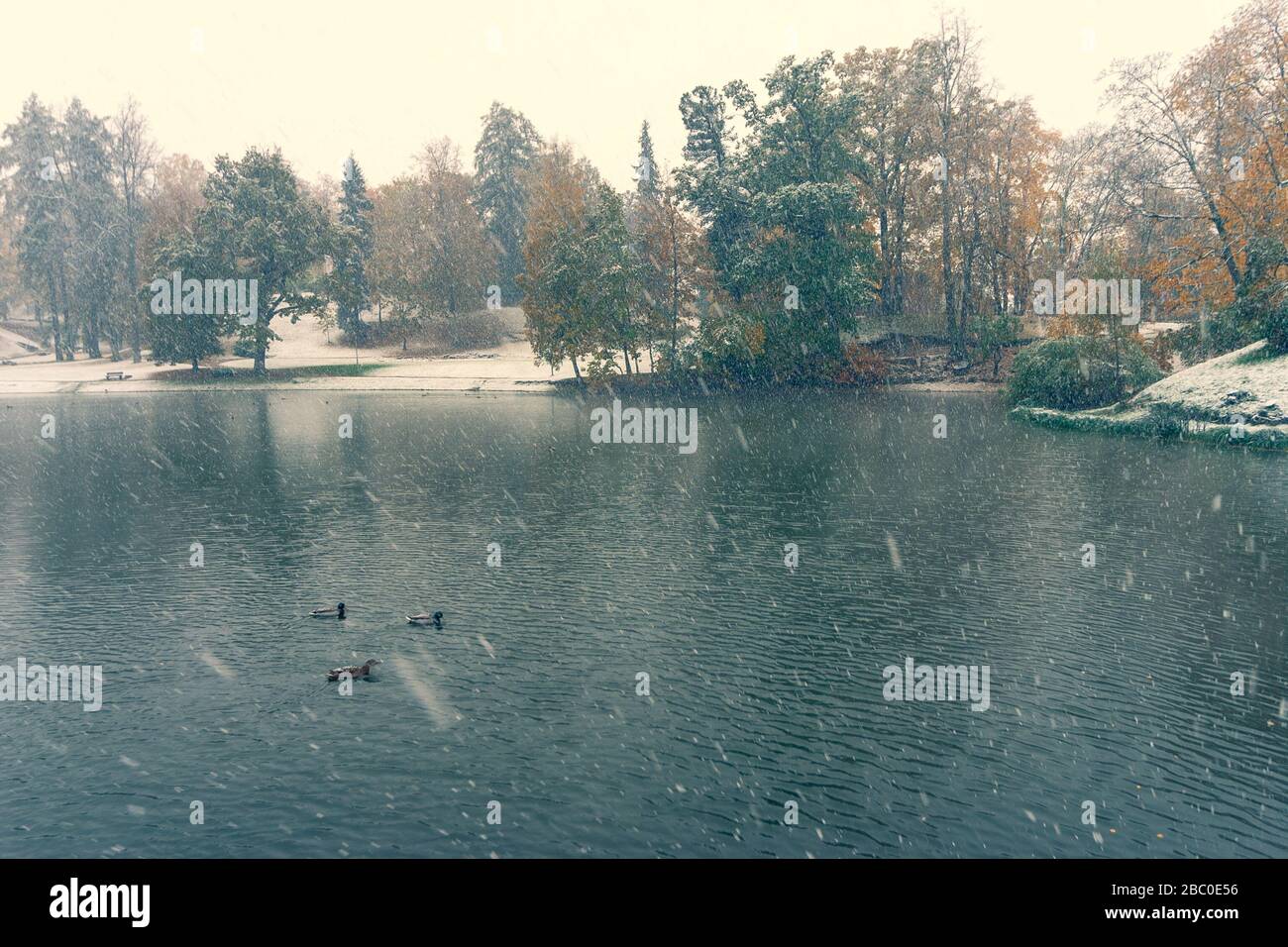 The first snow in the city park Stock Photo - Alamy