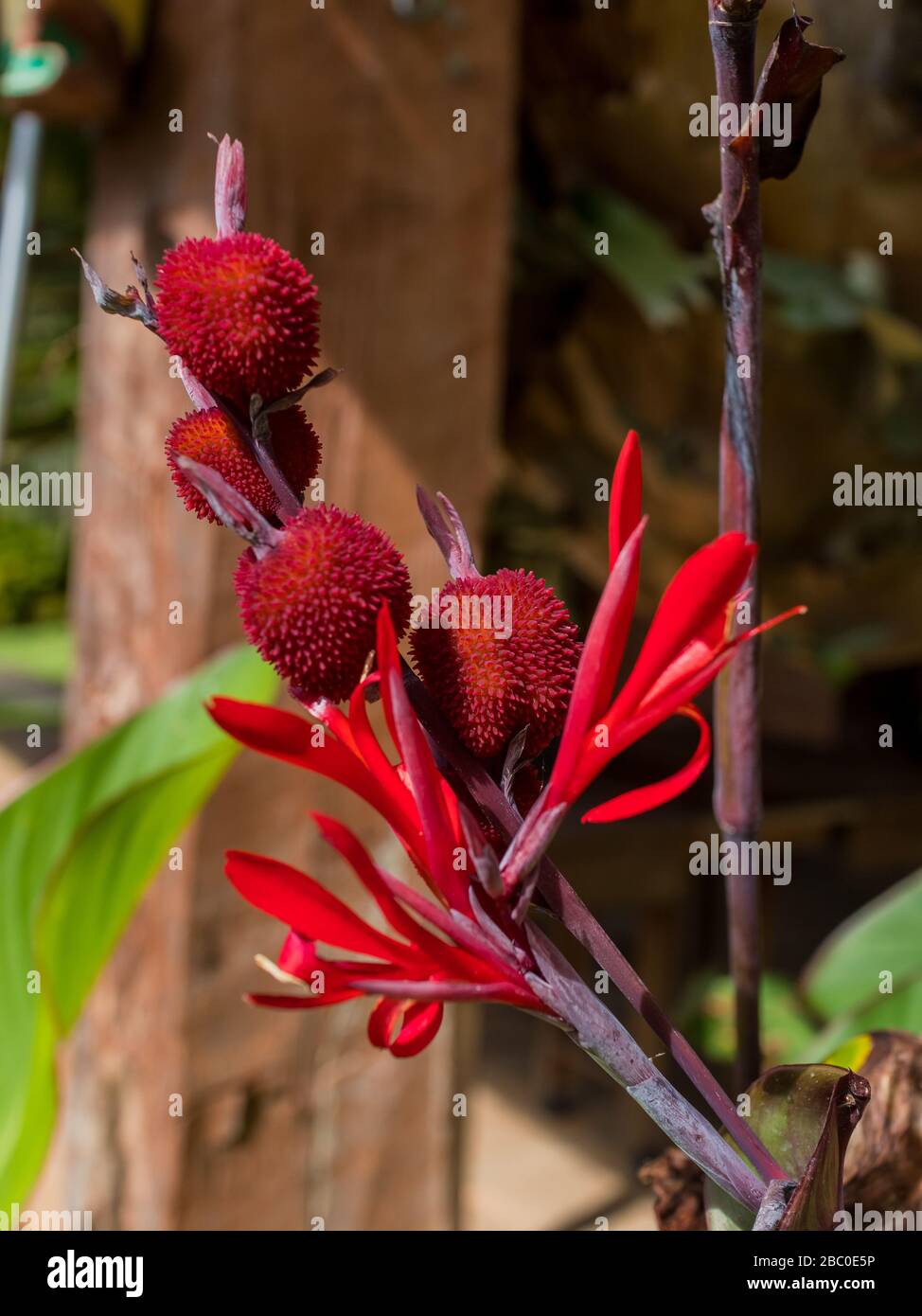 Canna indica fruit, plant of the Cannaceae family, native to Central ...