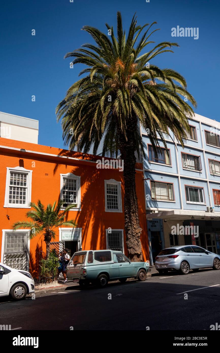 South Africa, Cape Town, Long Street, large palm tree outside ‘Dadel ...