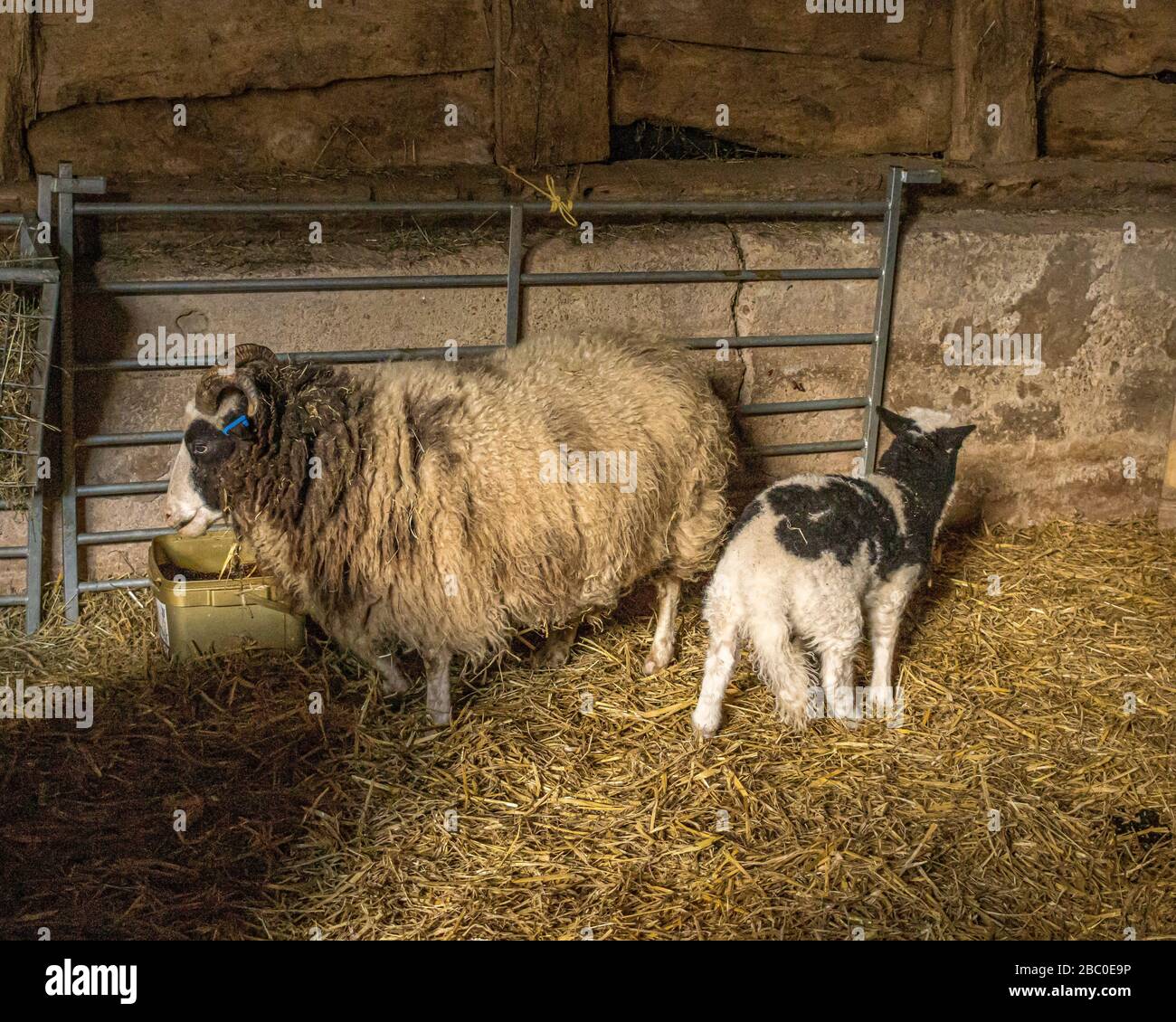 ORGANIC SMALL FARMING IN GLOUCESTERSHIRE Stock Photo - Alamy