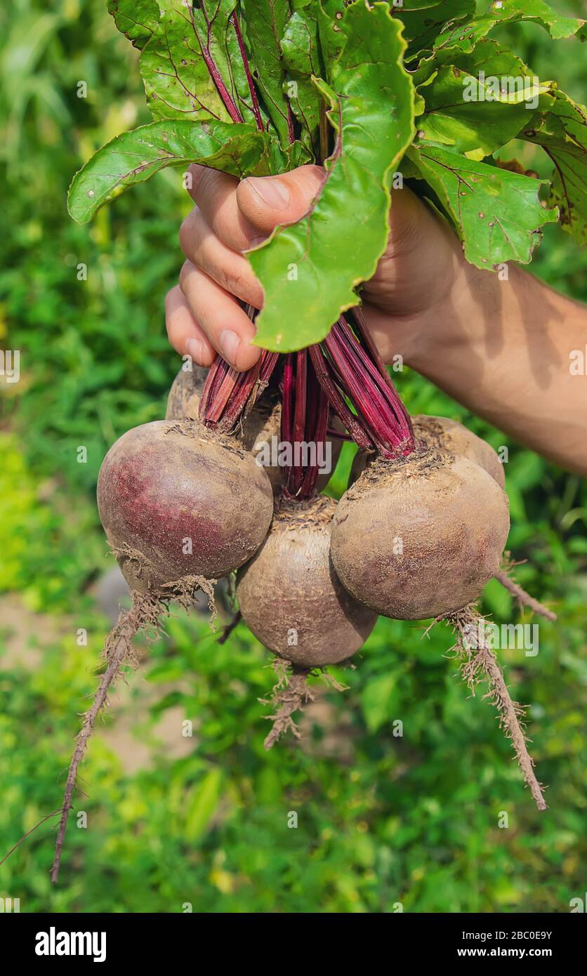 man with a bunch of beets in the garden. Selective focus. nature Stock ...
