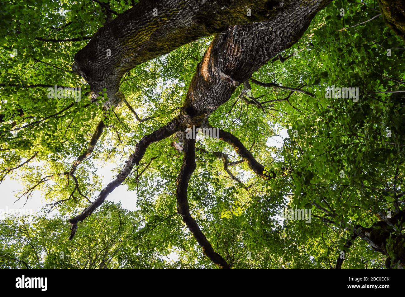 Secular field hi-res stock photography and images - Alamy