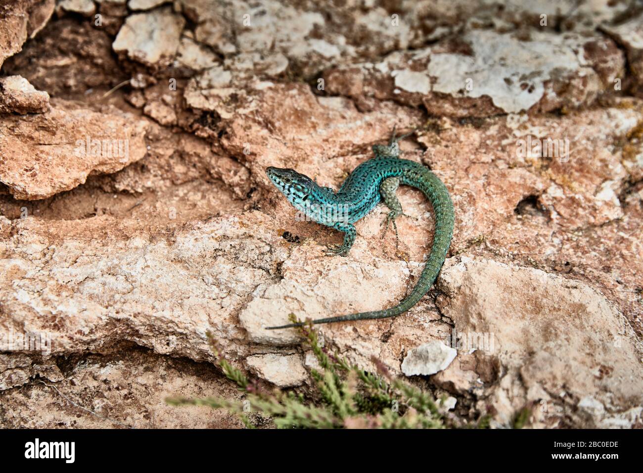 Green lizard long tail hi-res stock photography and images - Alamy