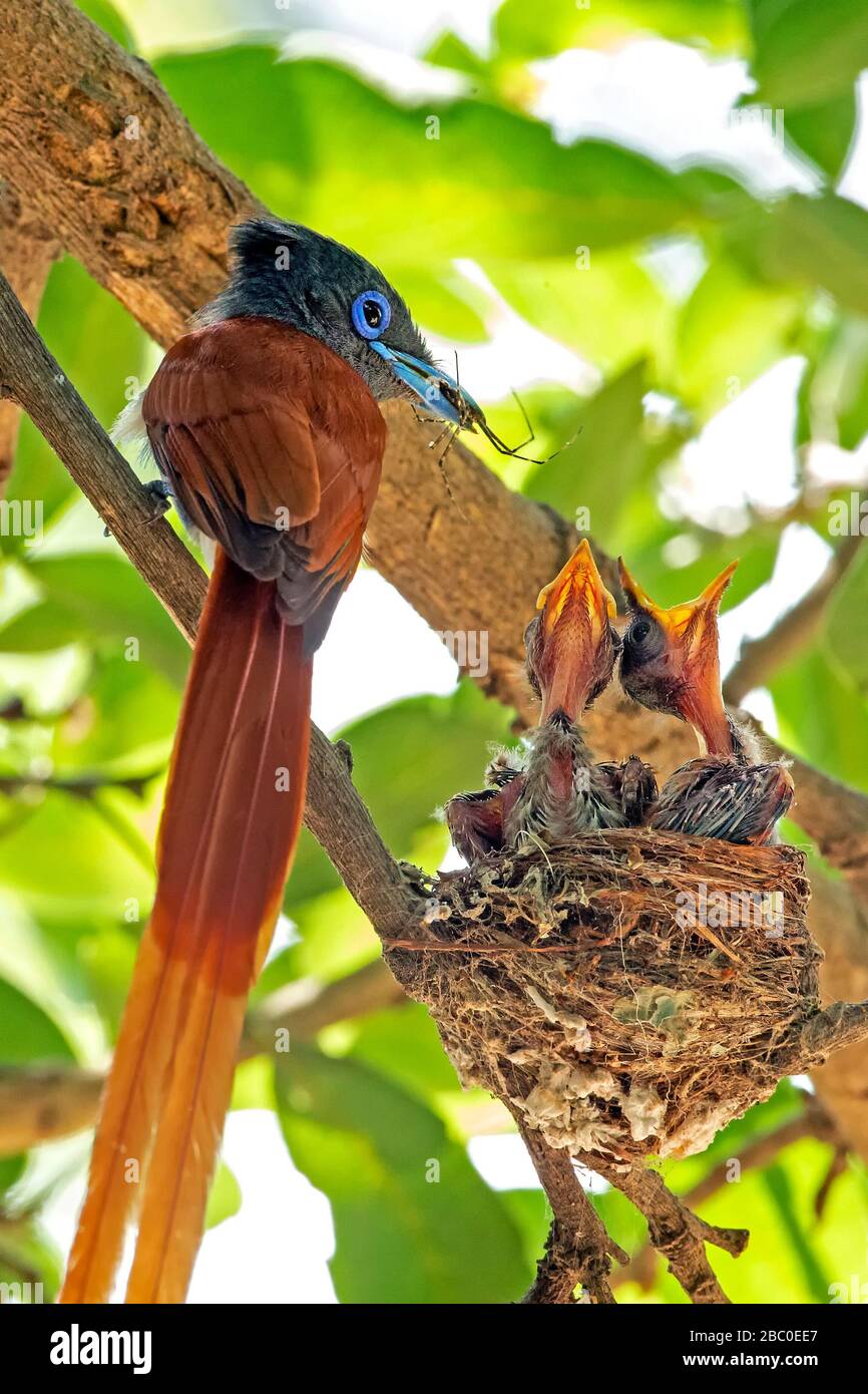 African paradise flycatcher hi-res stock photography and images - Alamy