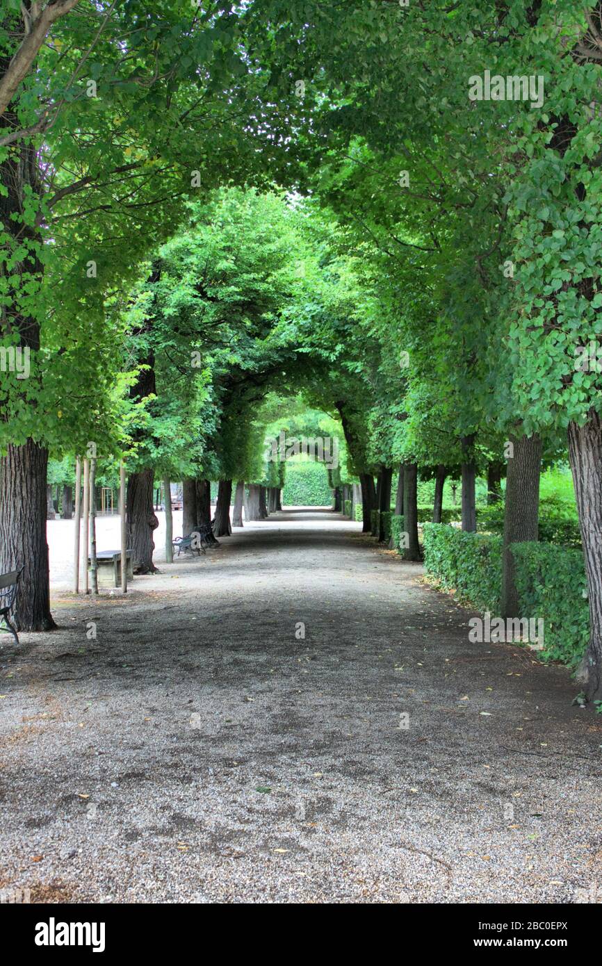 Trees arching over a pathway with converging lines at the horizon Stock ...