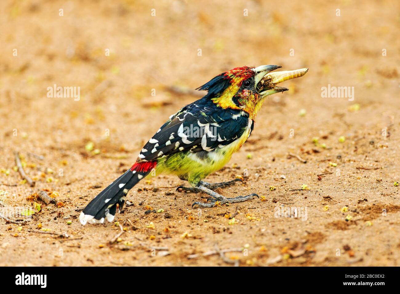 Bird with caught locust hi-res stock photography and images - Alamy