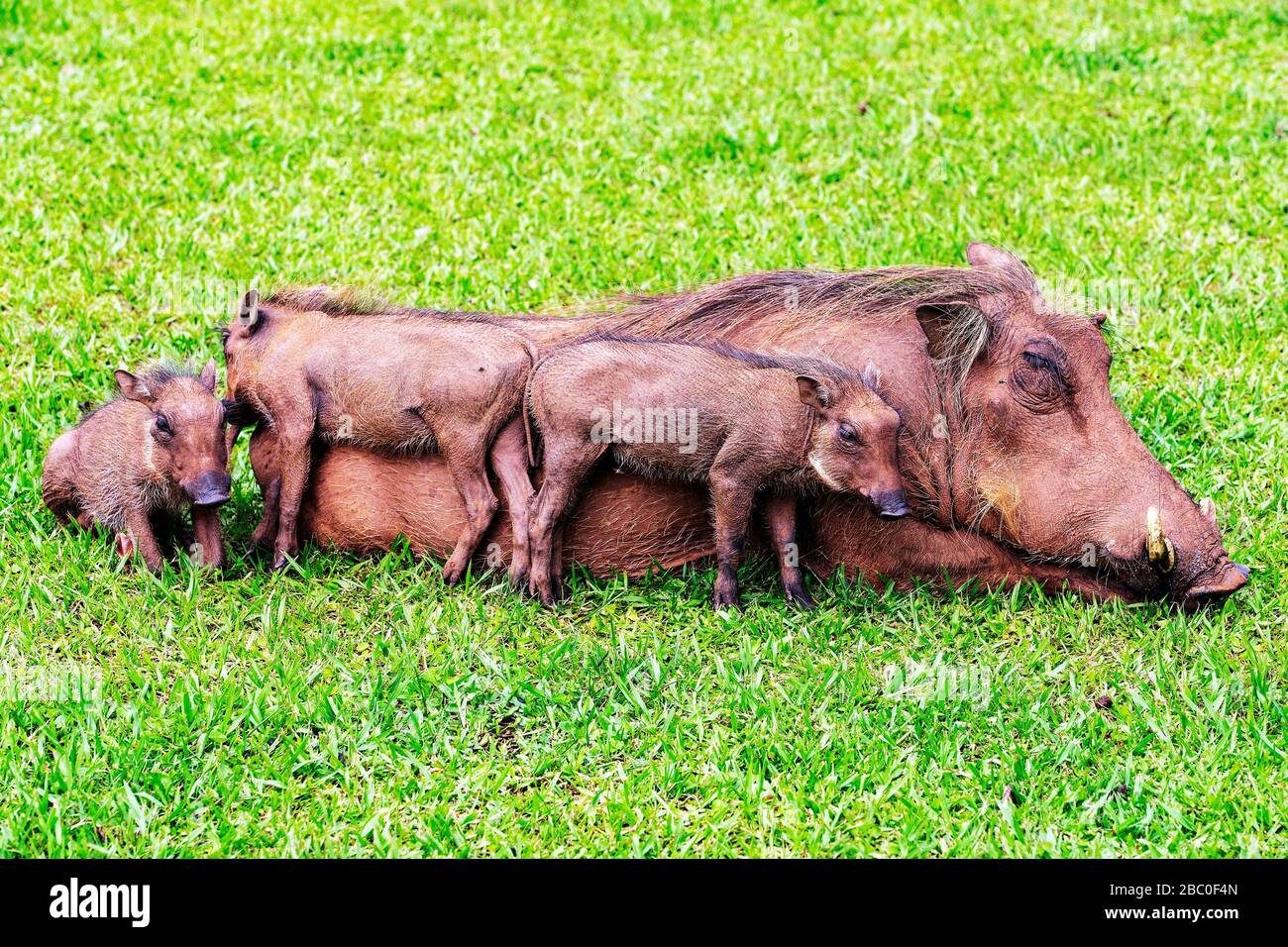 Baby warthog hi-res stock photography and images - Alamy