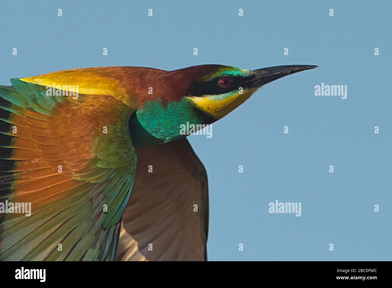 Male and female bee eaters hi-res stock photography and images - Alamy
