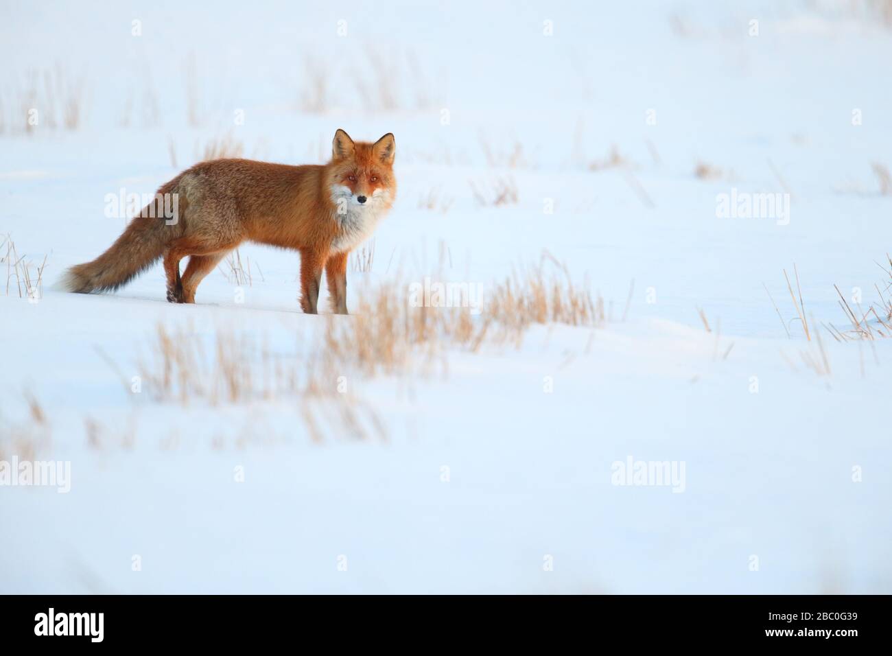 Fox snow hi-res stock photography and images - Alamy