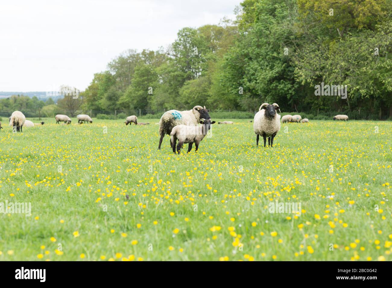 Spring lambs flowers hi-res stock photography and images - Alamy