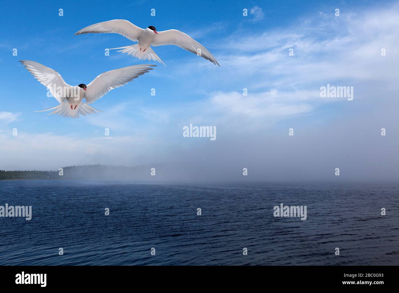 Common tern in migration in the sky during spring. Seaside activity ...
