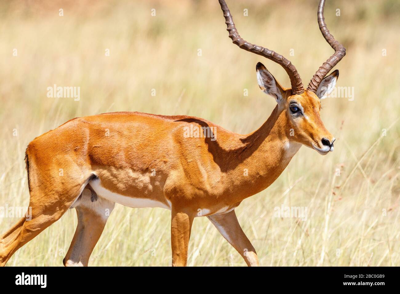 Close up at a Impala on the savanna in Africa Stock Photo - Alamy