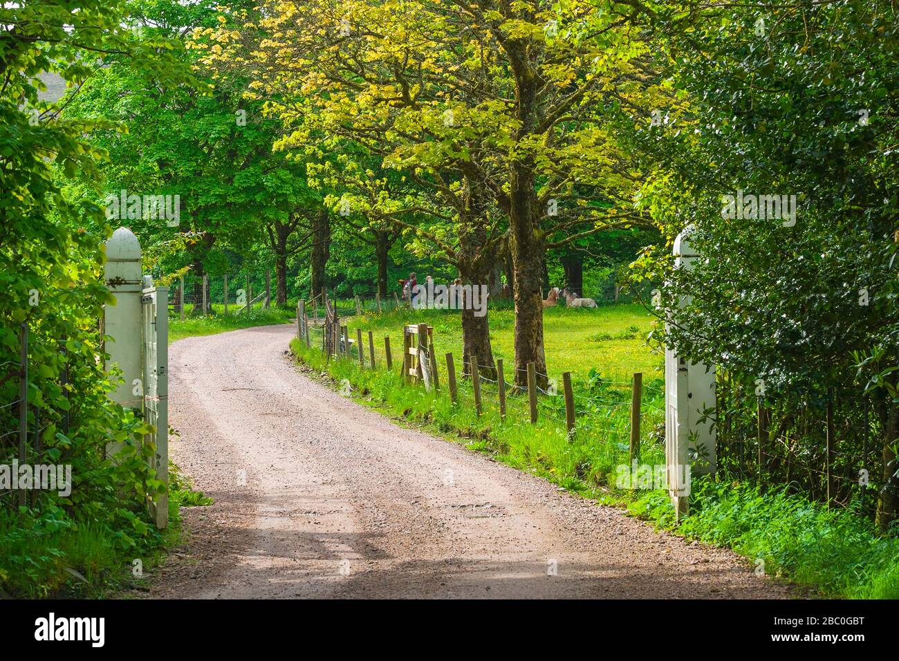 Open gate in a forest hi-res stock photography and images - Alamy