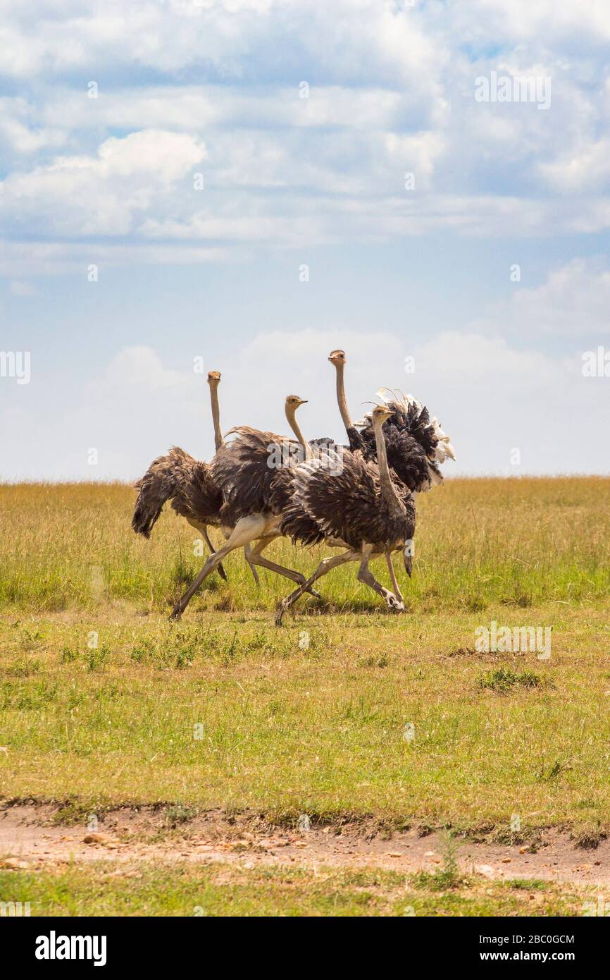 Male female adult ostrich hi-res stock photography and images - Alamy