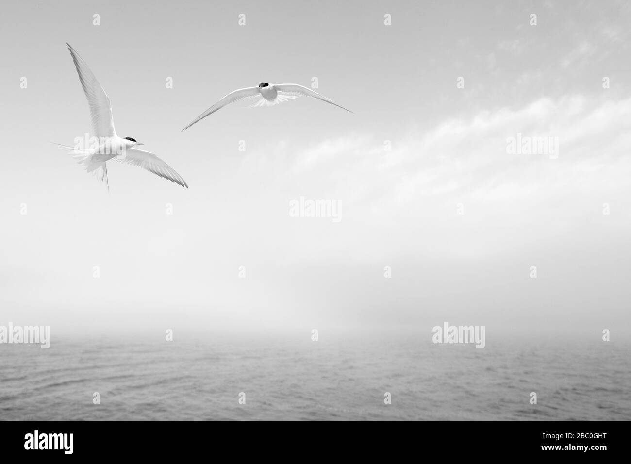 Common tern in migration in the sky during spring, bw. Seaside activity ...