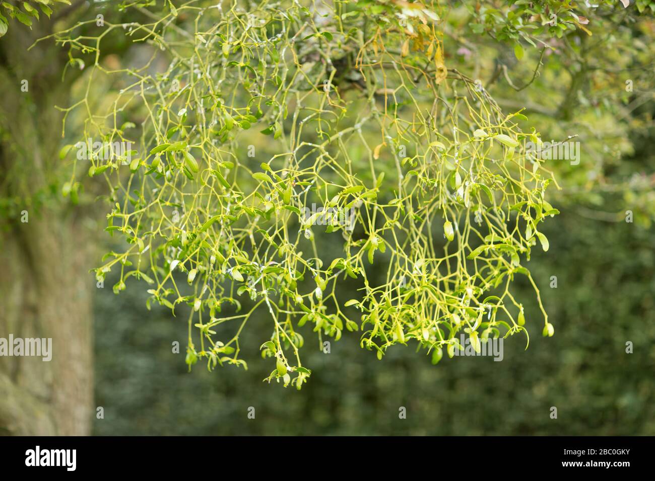 Evergreen tradition hi-res stock photography and images - Alamy