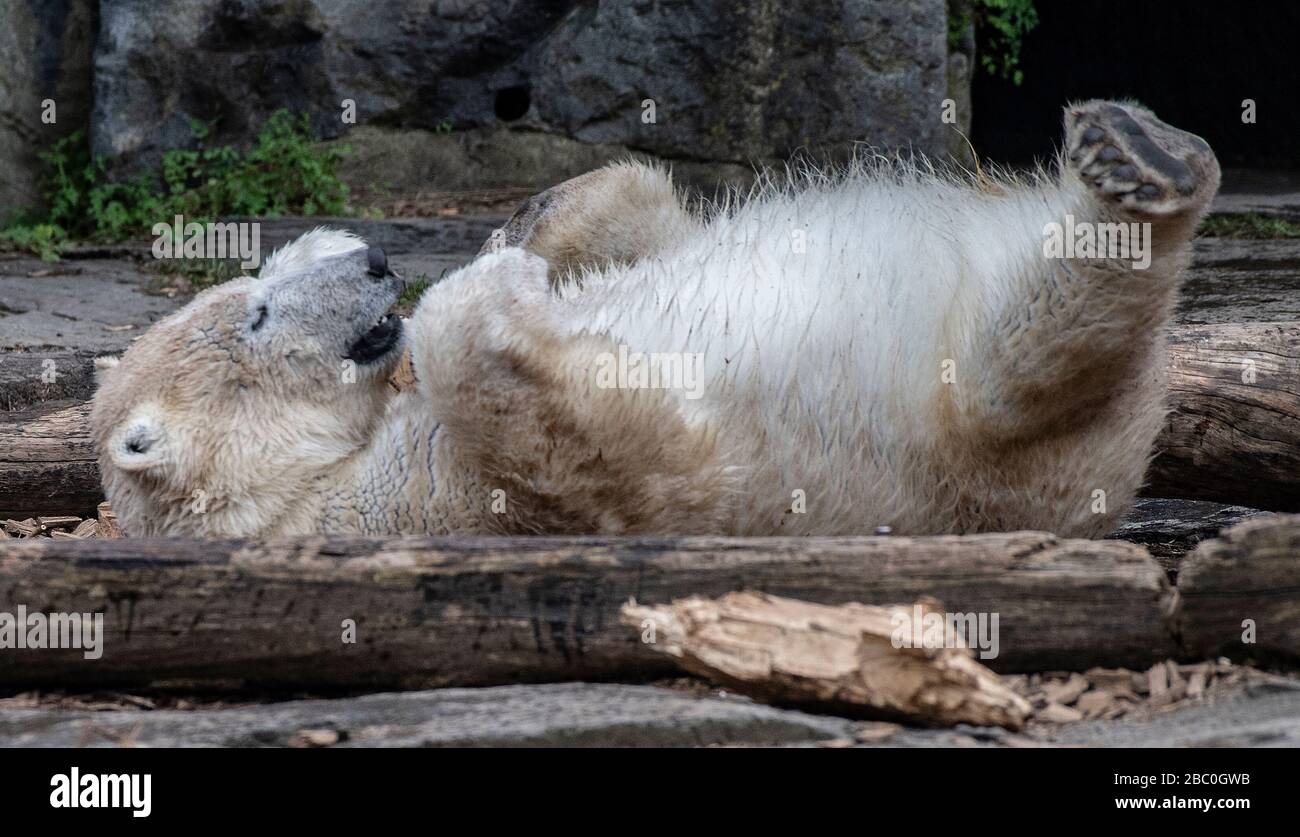 Berlin, Germany. 02nd Apr, 2020. Polar bear offspring Hertha plays ...
