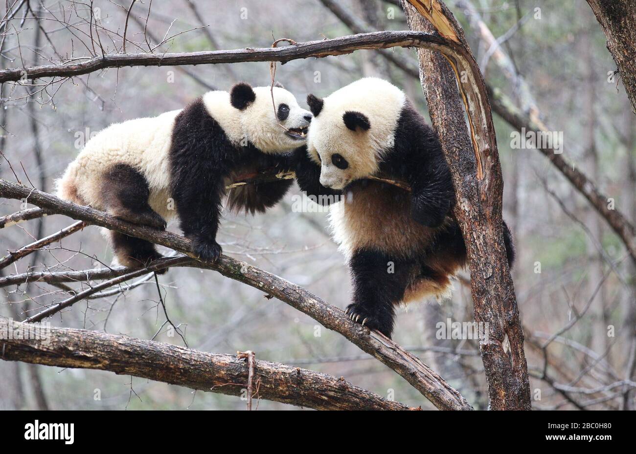 Xi'an, China's Shaanxi Province. 2nd Apr, 2020. Giant pandas "Lulu" (R ...