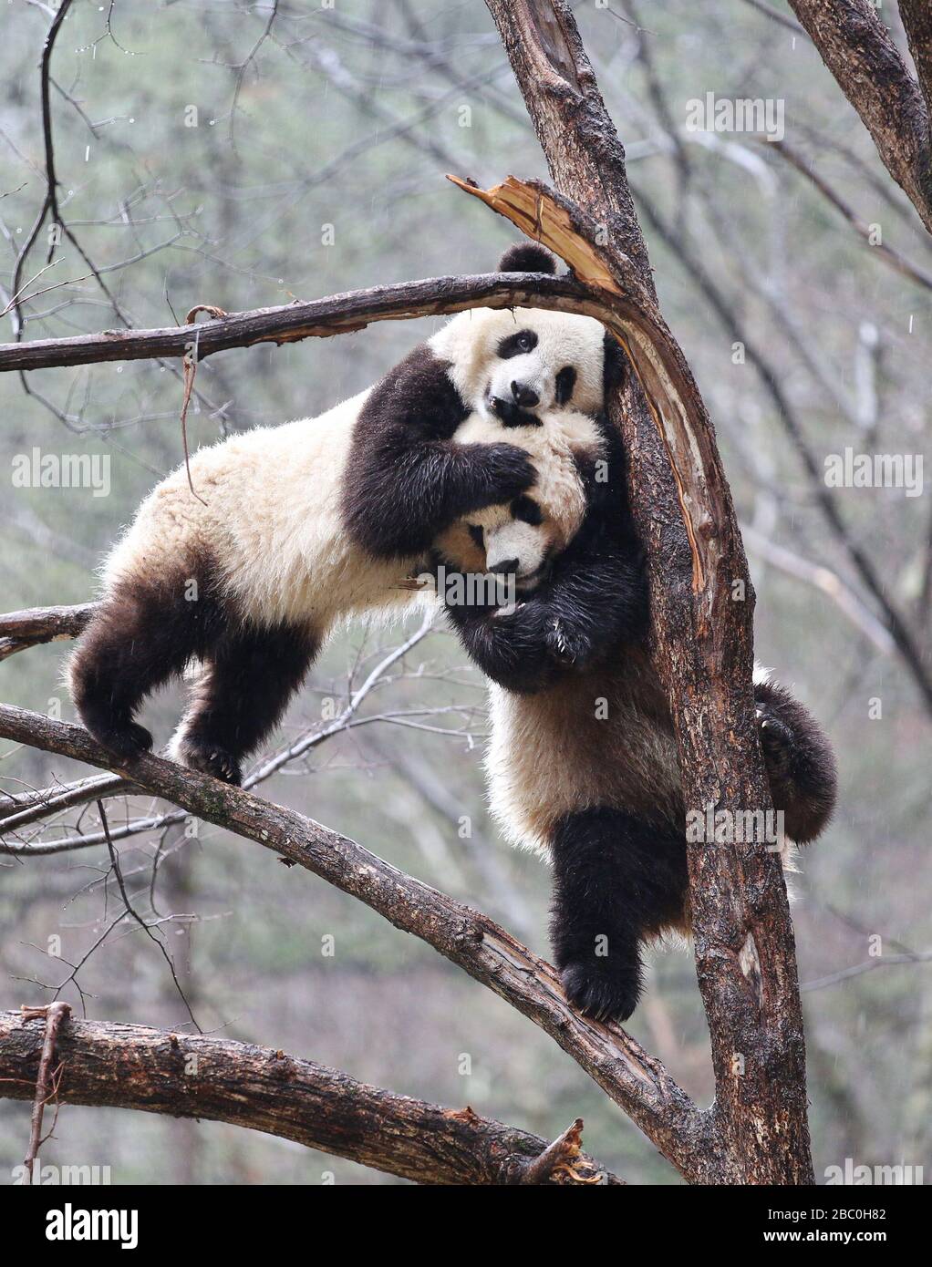 Xi'an, China's Shaanxi Province. 2nd Apr, 2020. Giant pandas "Lulu" (R ...