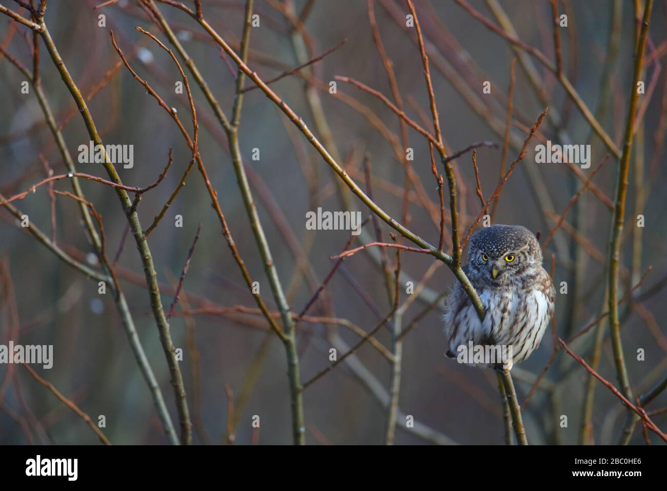 Eurasian pygmy owl close hi-res stock photography and images - Alamy