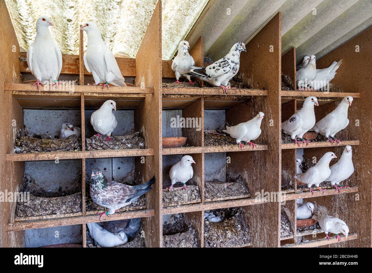 WHITE PIGEON FARM NEAR MARANS, (85) VENDEE, FRANCE Stock Photo - Alamy