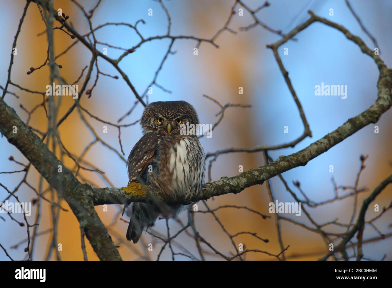 Pygmy Owl (Glaucidium passerinum). Europe Stock Photo - Alamy