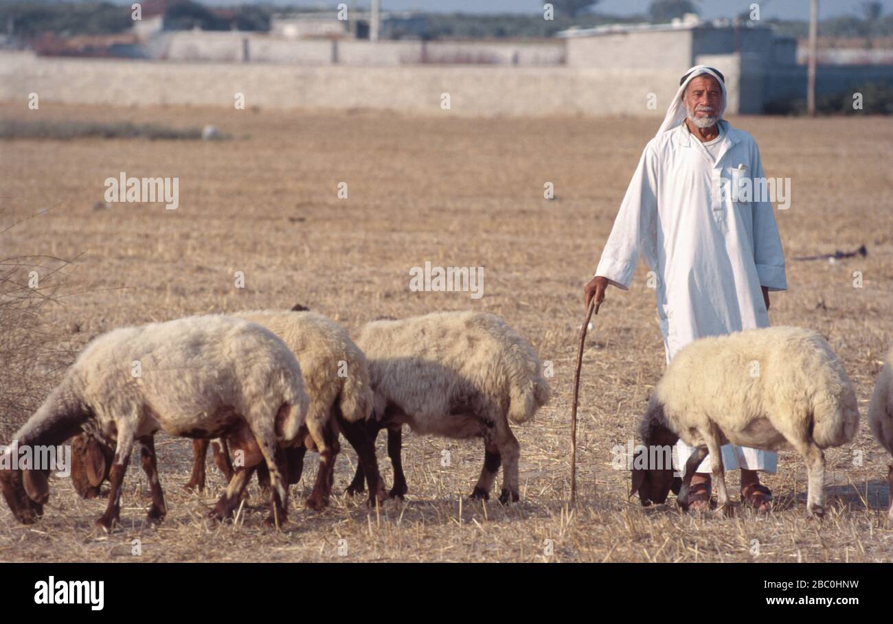 Shepherd sheep palestine hi-res stock photography and images - Alamy