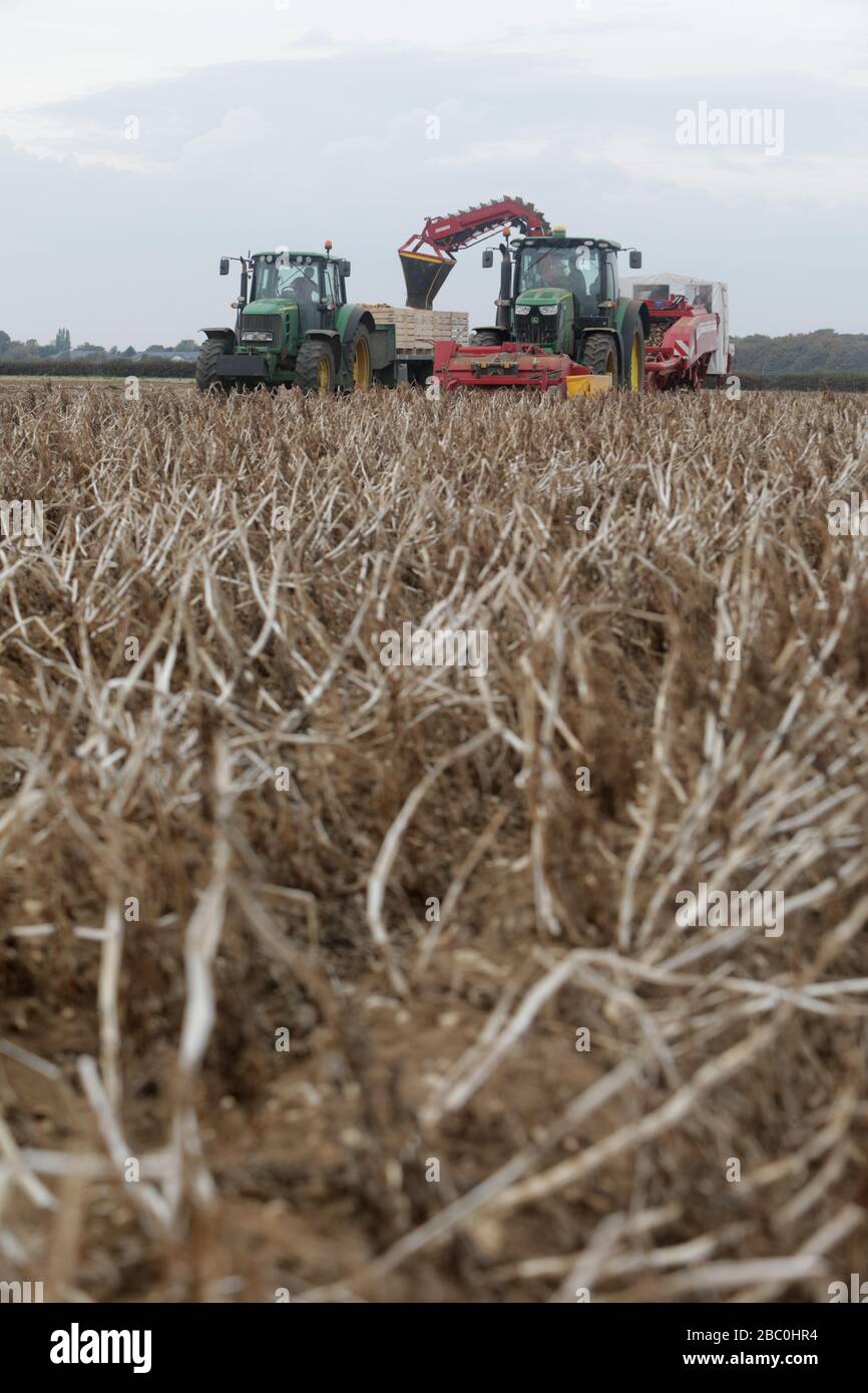 Patato harvest hi-res stock photography and images - Alamy