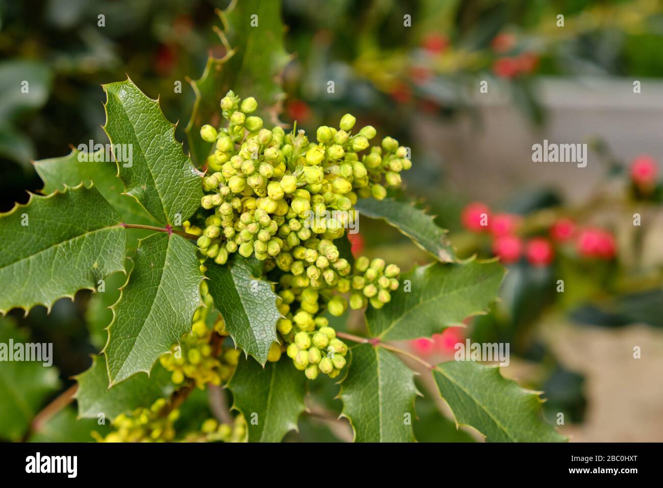 Mahonia shrub hi-res stock photography and images - Alamy