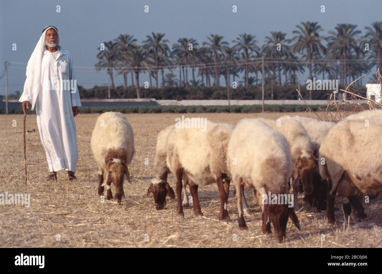 Shepherd sheep palestine hi-res stock photography and images - Alamy