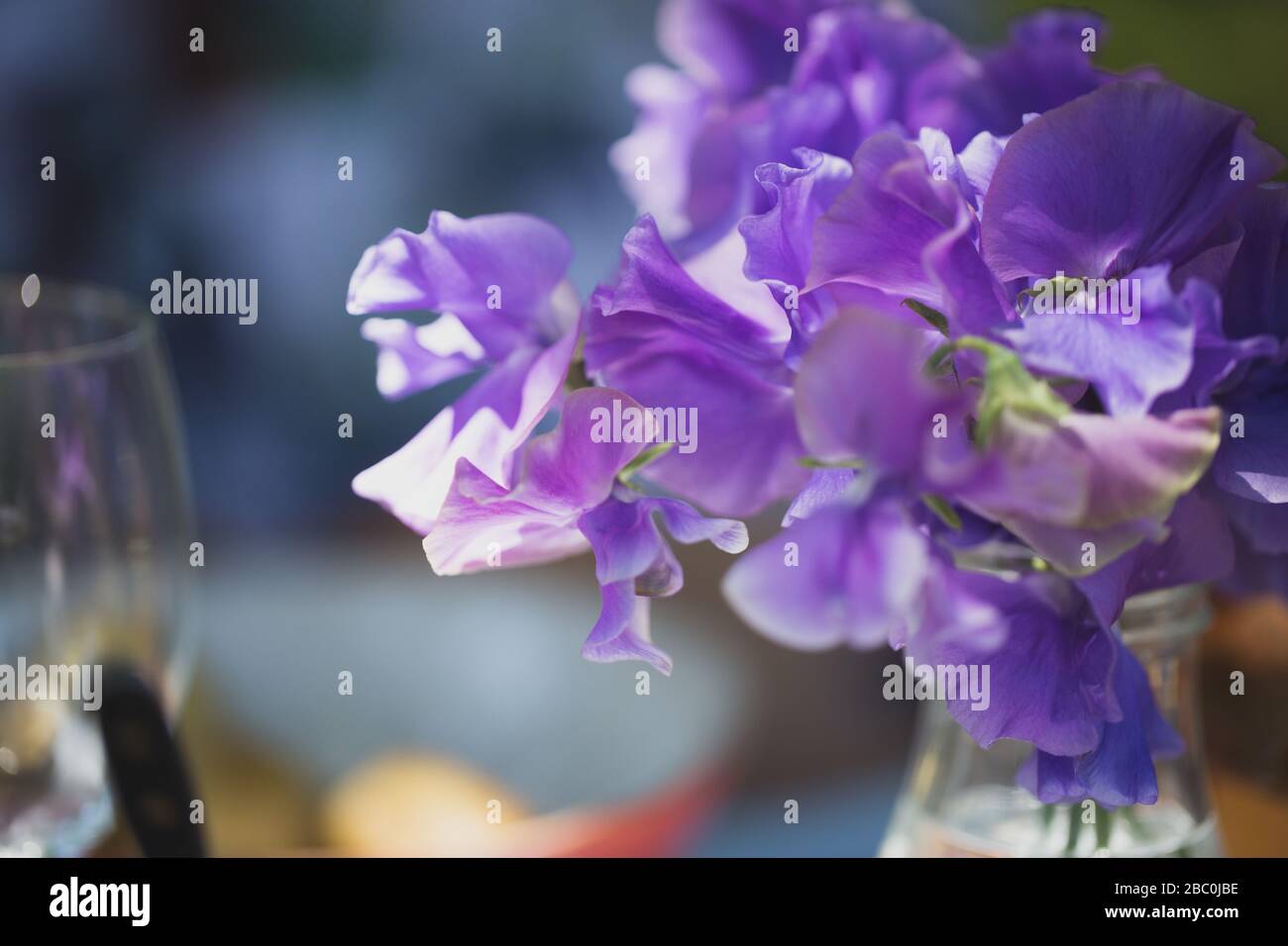 purple sweet peas Stock Photo - Alamy