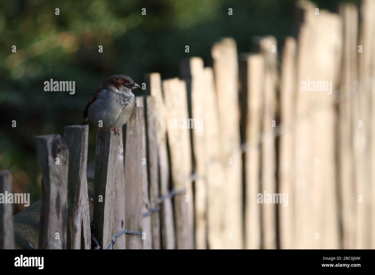 Male sparrow sitting on a fence Stock Photo - Alamy