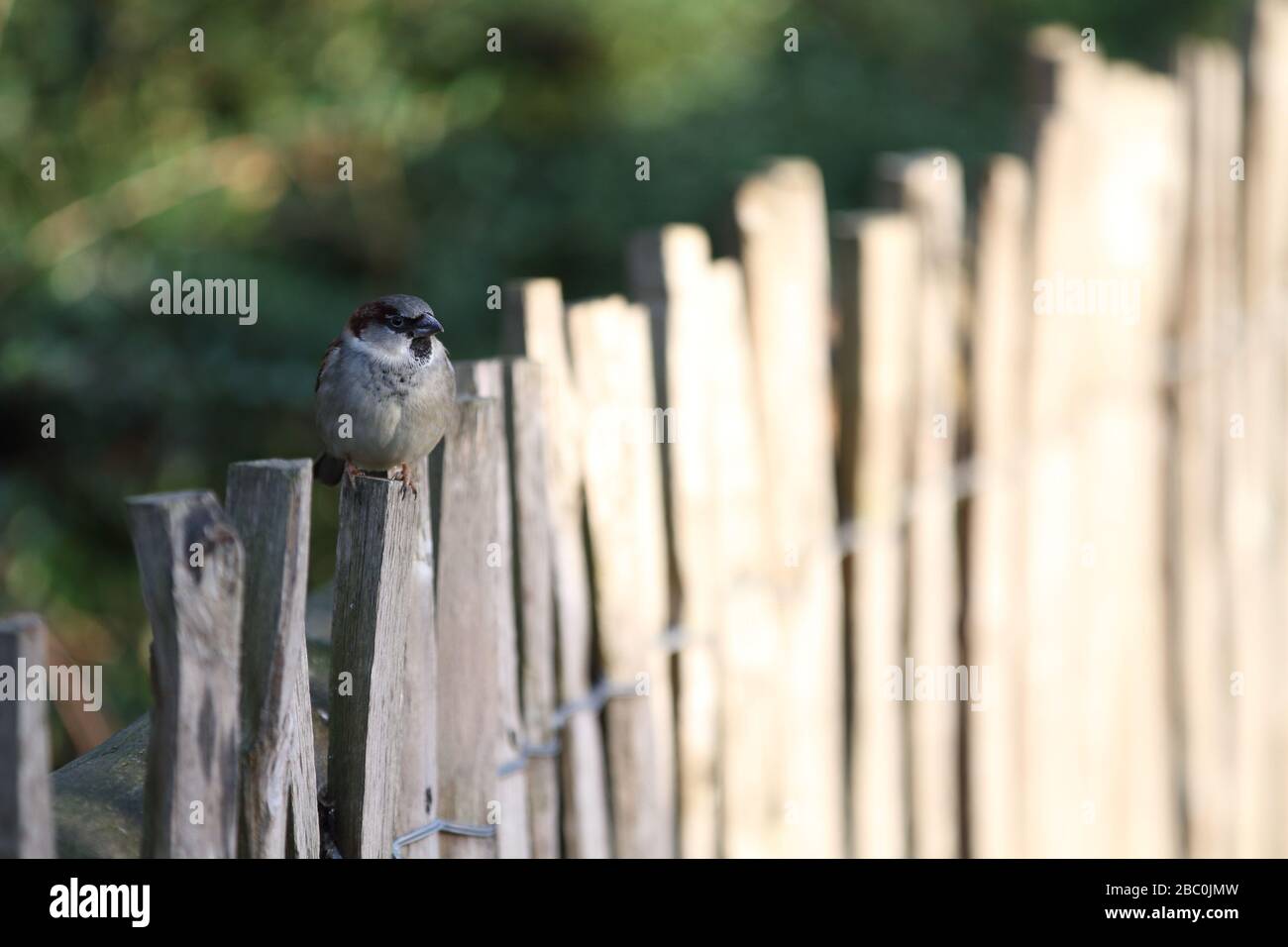 Male sparrow and fence hi-res stock photography and images - Alamy