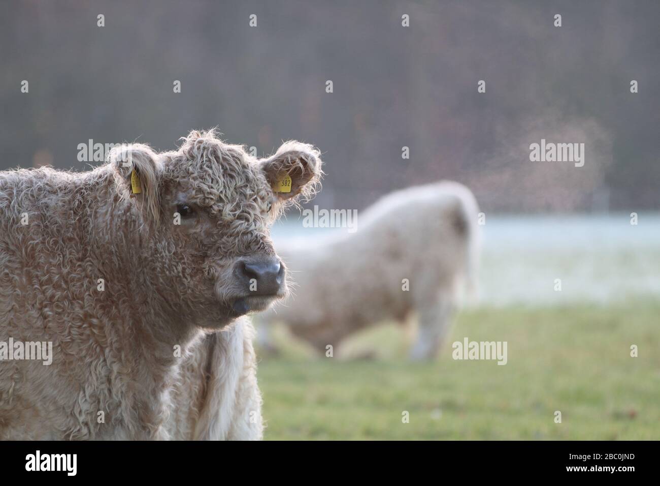 Close up picture of Galloway cattle Stock Photo - Alamy