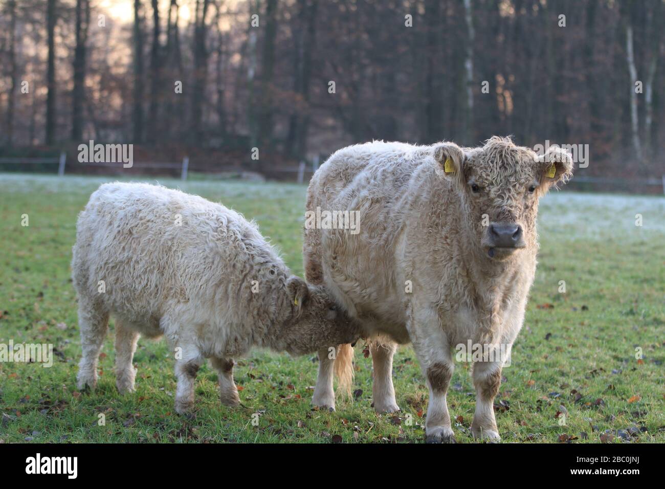 Close up picture of Galloway cattle Stock Photo - Alamy