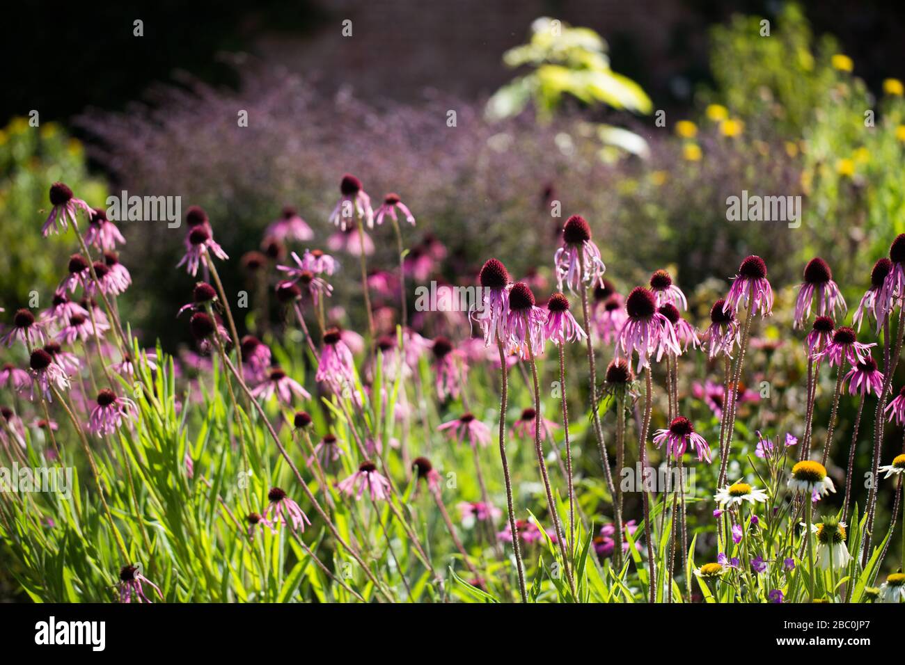 sun beating down on the gardens Stock Photo - Alamy