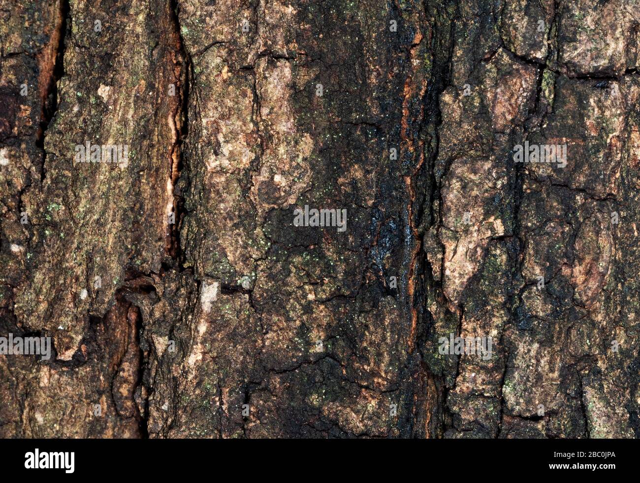 Macro Photography of Textured of Old Tree Bark for Background Stock ...