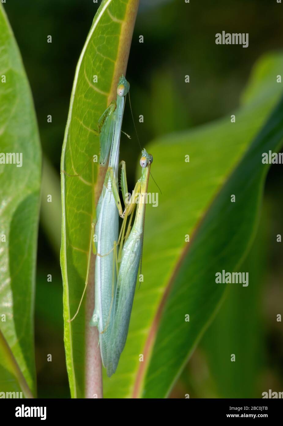 Macro Photography of Praying Mantis Mating on Back of Green Leaf Stock ...