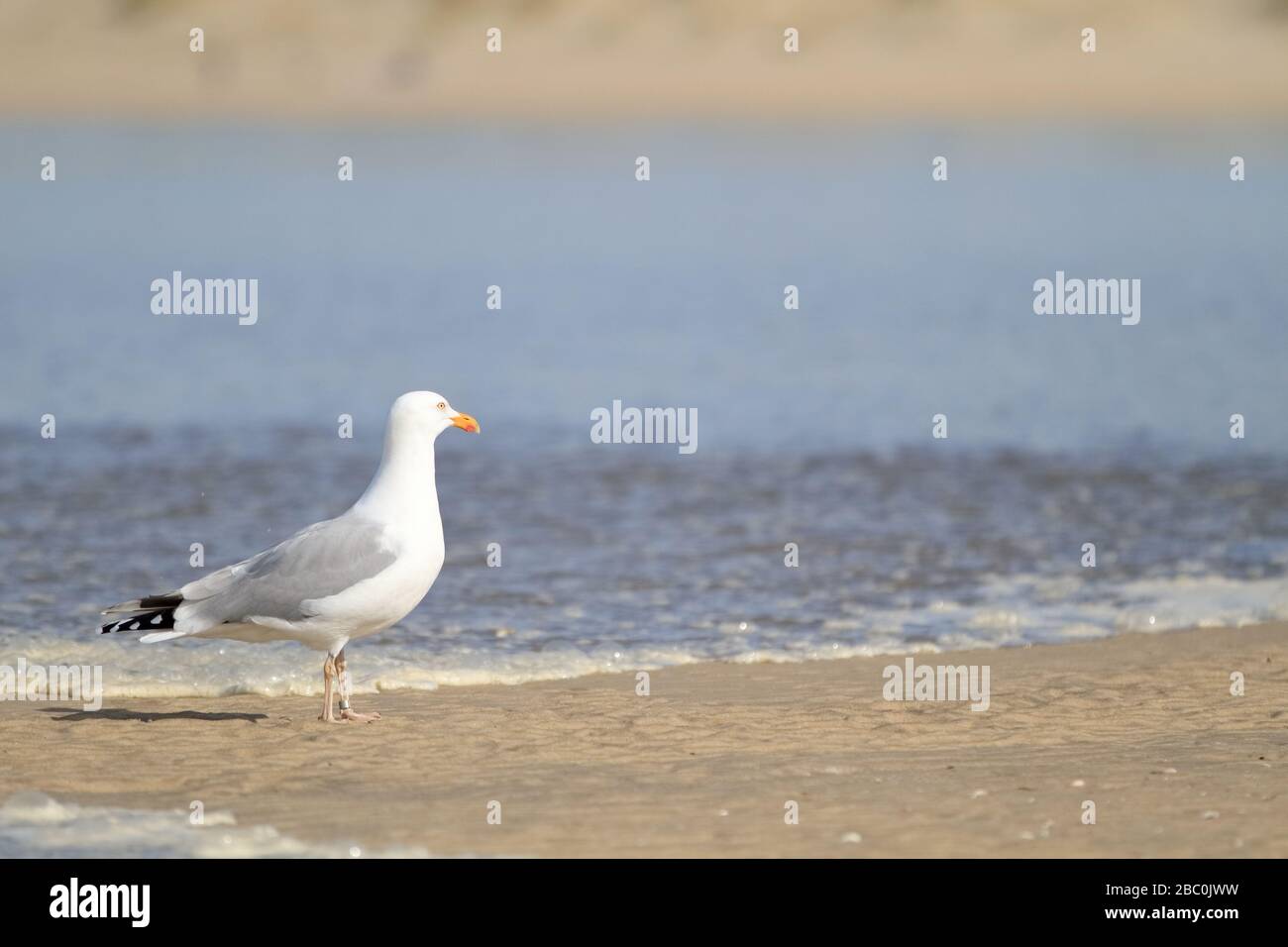 A view of birds on the beach in the shoreline in Zeeland, Netherlands ...