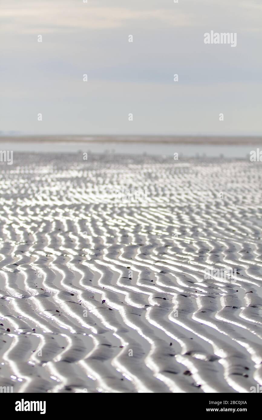 A view of birds on the beach in the shoreline in Zeeland, Netherlands ...