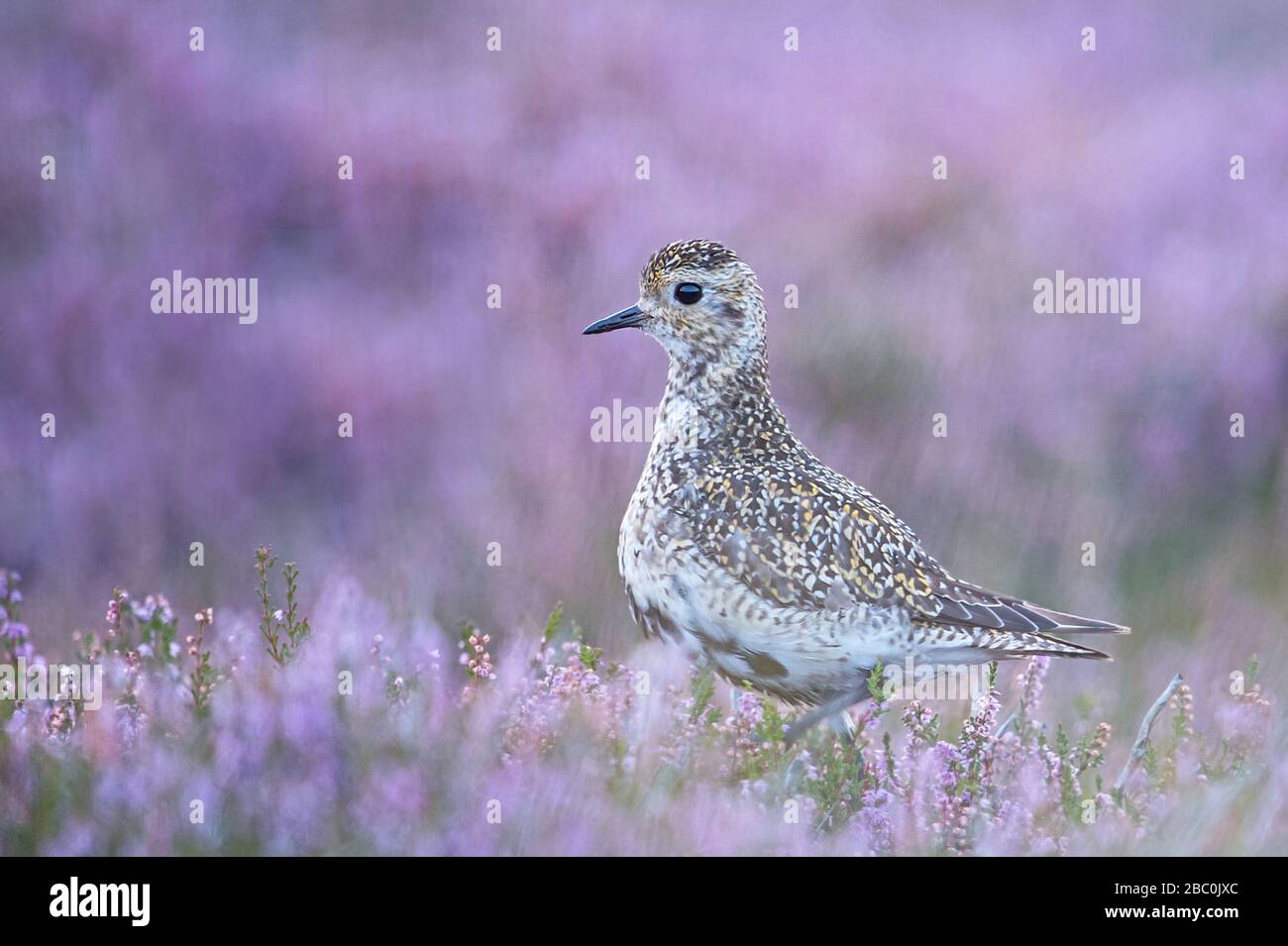 Golden plover plumage hi-res stock photography and images - Alamy