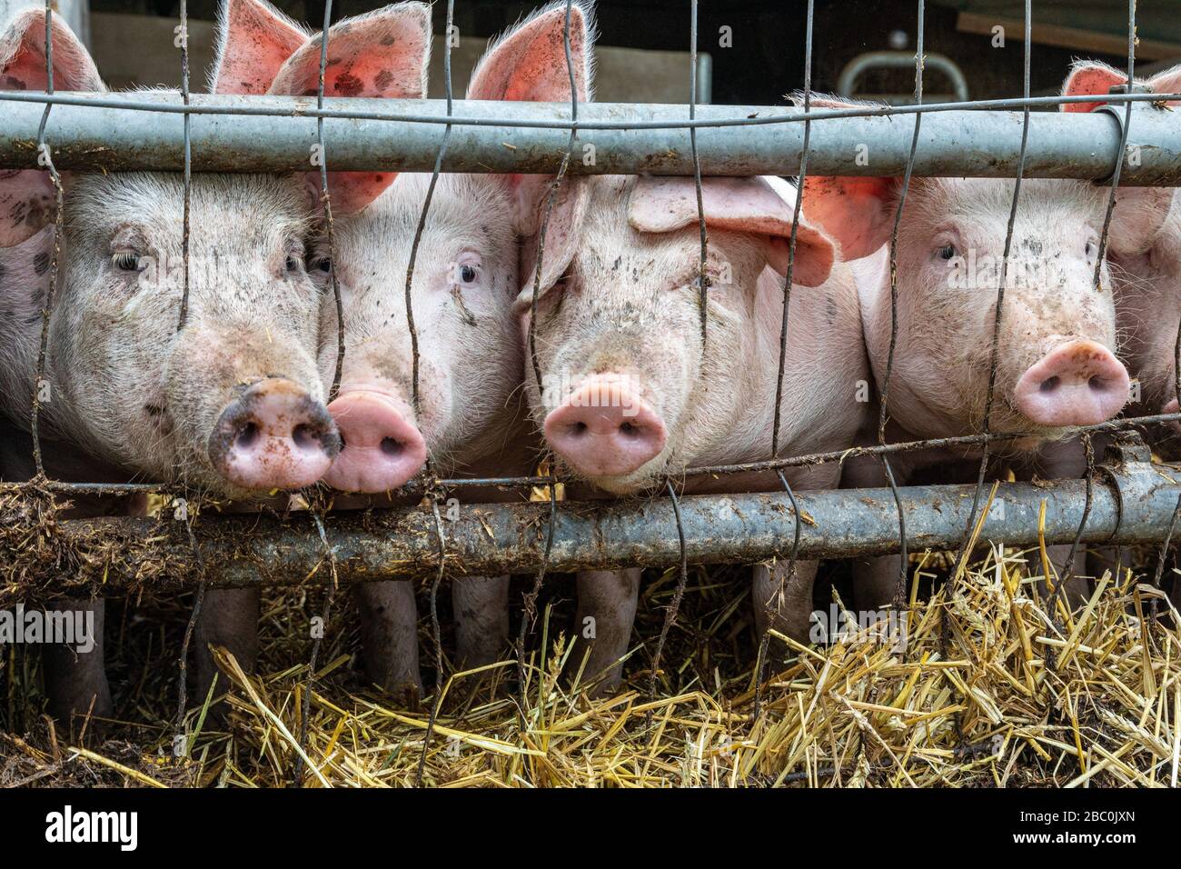 FREE-RANGE PIG FARM, LES LYRE ORGANIC FARM, LA VIEILLE-LYRE, FRANCE ...