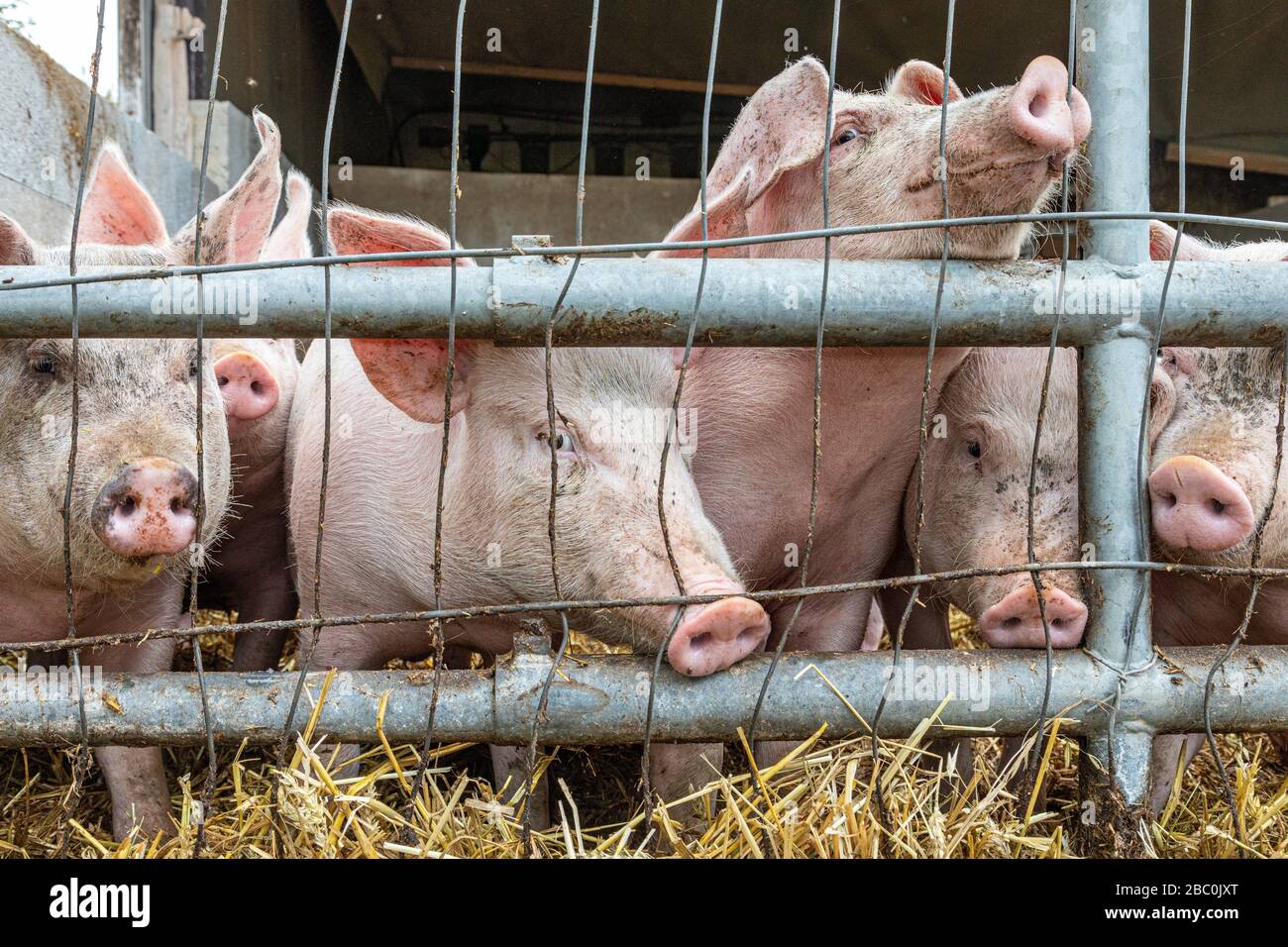 FREE-RANGE PIG FARM, LES LYRE ORGANIC FARM, LA VIEILLE-LYRE, FRANCE ...
