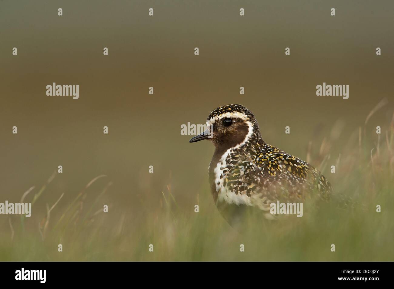 Golden plover uk hi-res stock photography and images - Alamy