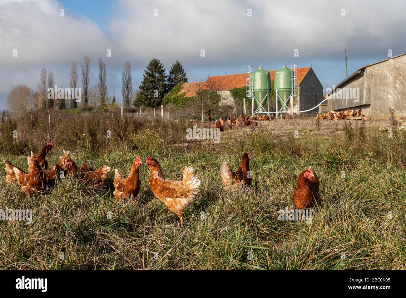 FREE-RANGE CHICKEN FARM WITH EGG-LAYING HENS, SAINT-MARTIN-DE ...