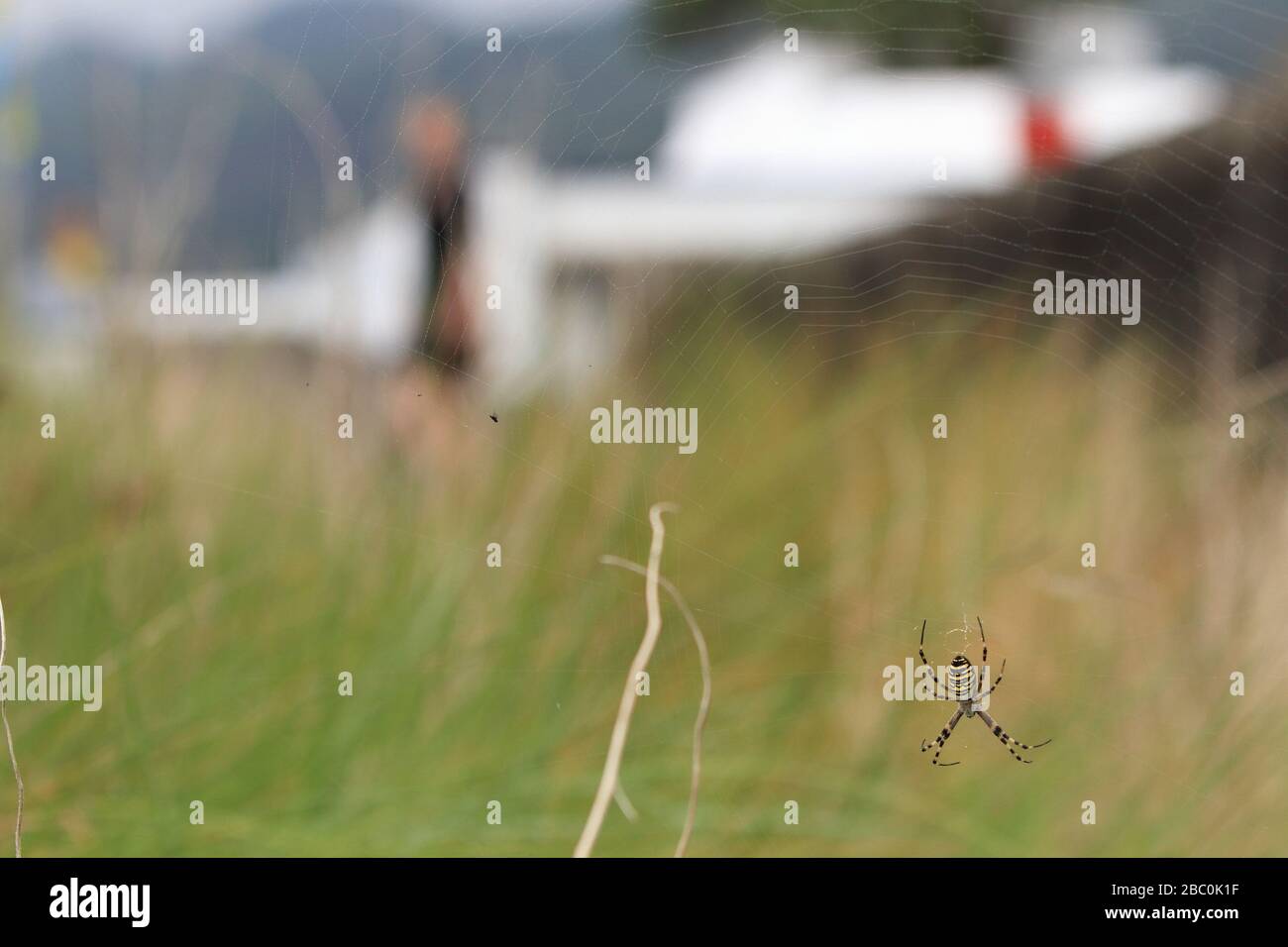 A Wasp Spider (Argiope bruennichi) in its web on the island of Santa ...