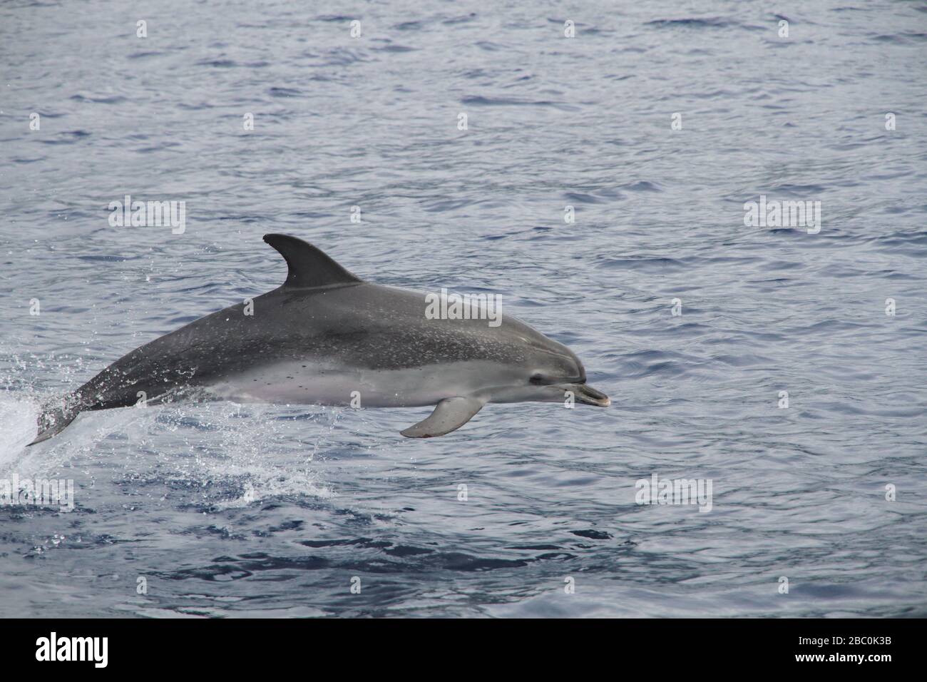 Atlantic Spotted Dolphin Jumping