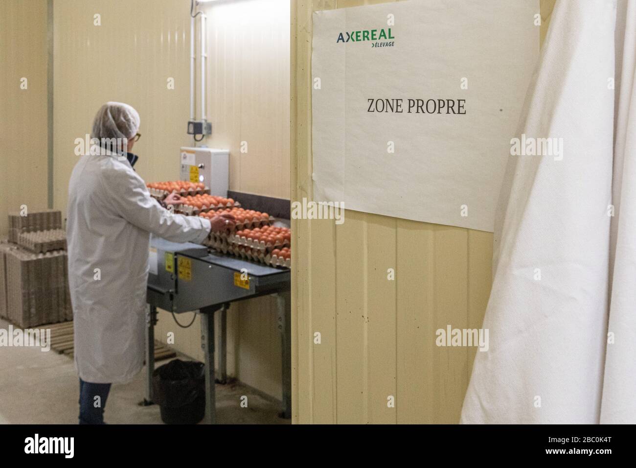 EGG SORTING ROOM, CLEAN AND CONTROLLED ZONE, FREE-RANGE CHICKEN FARM ...